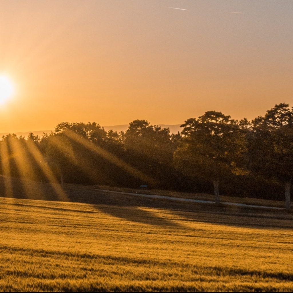 Revolutionising Rice Production in The Gambia - AEF